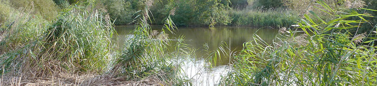 Die Gande – Kurzversion – Sehen lernen